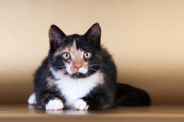 Nakup ali posvojitev mačke? | Mačje novice | zoohit magazin