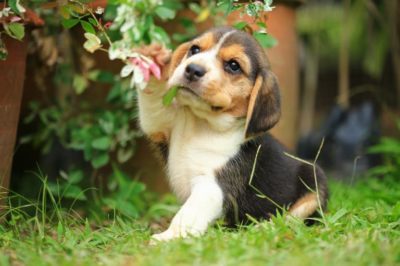 Beagle - pasja pasma | Pasje novice | zoohit magazin