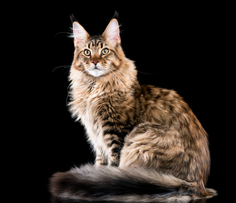 Maine Coon | Mačja pasma | Mačje novice | zoohit magazin