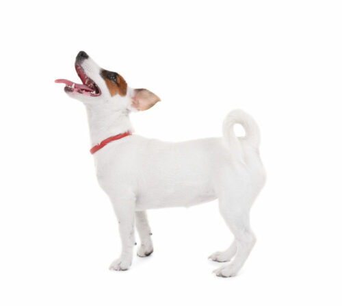 Jack Russell terier | Pasje pasme | Pasje novice | zoohit magazin