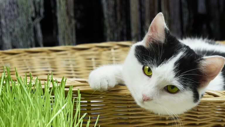 Mačja trava | Mačje novice | Prehrana mačke | zoohit magazin