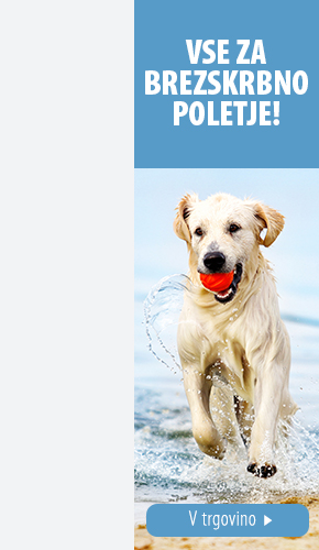 Mali italijanski hrt | Pasje pasme | zoohit magazin