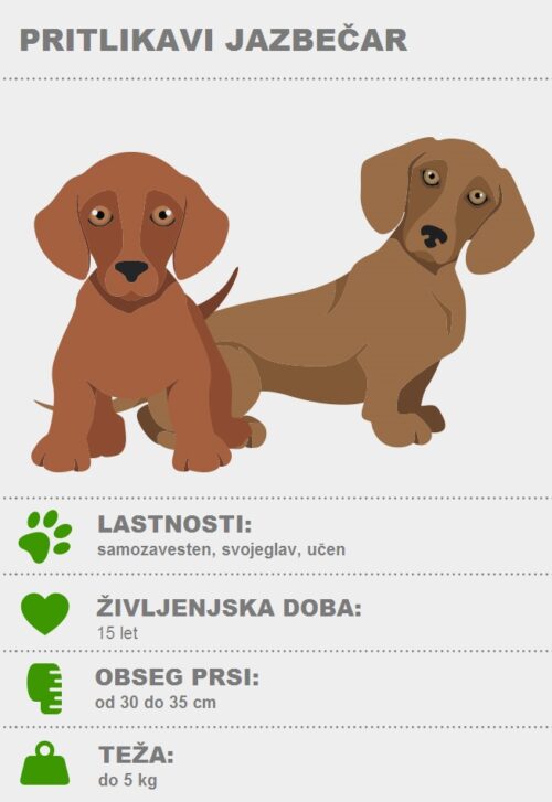 Pritlikavi jazbečar | Pasje pasme | zoohit magazin